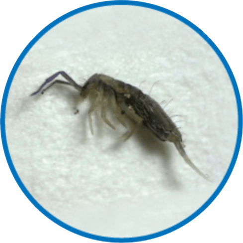 Others Insects | Centipede | Booklice | Silverfish | Common Pests ...