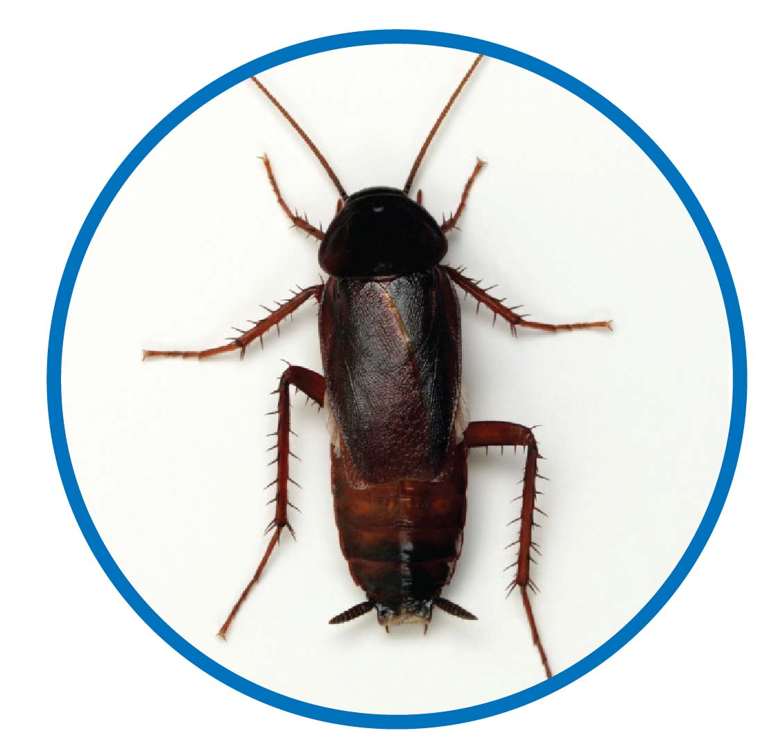 Cockroaches | Common Pests - BioCycle (Hong Kong) Limited