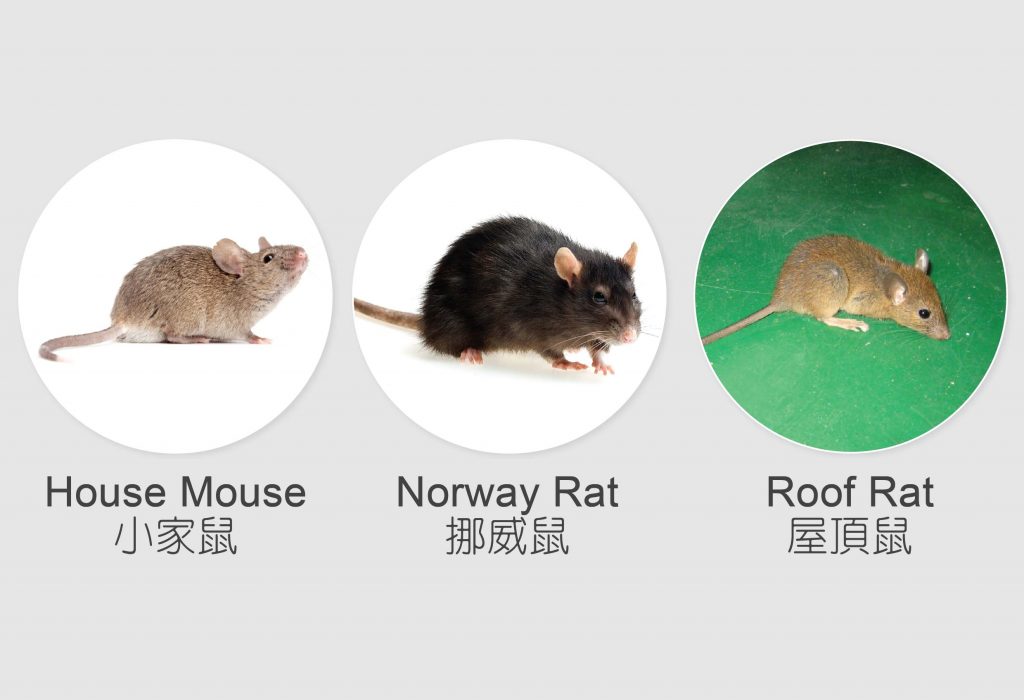 Rodent Control Services | Rat & Mice Control | HK - BioCycle (Hong Kong ...
