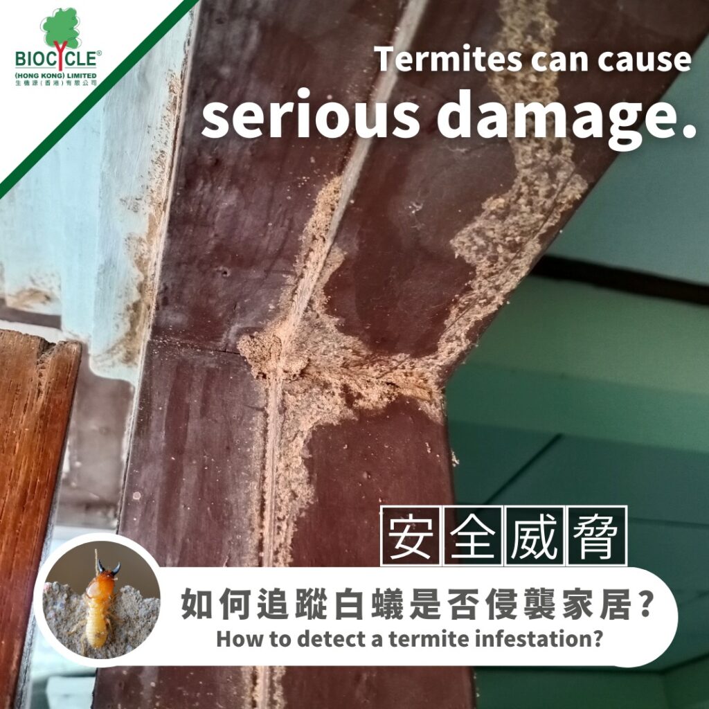 How to detect termite invasion within your home? - BioCycle (Hong Kong ...