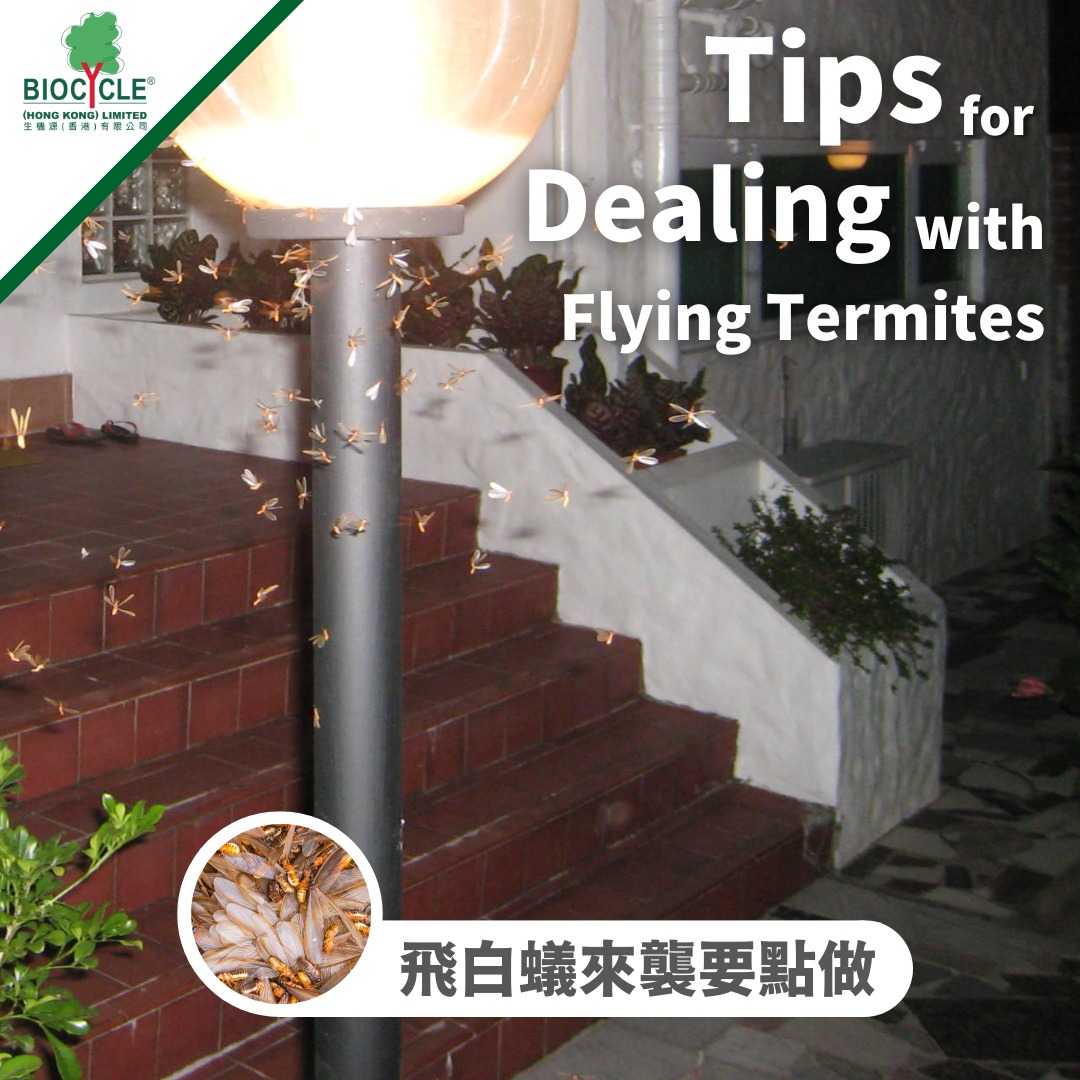 Tips for Dealing with Flying Termites - BioCycle (Hong Kong) Limited
