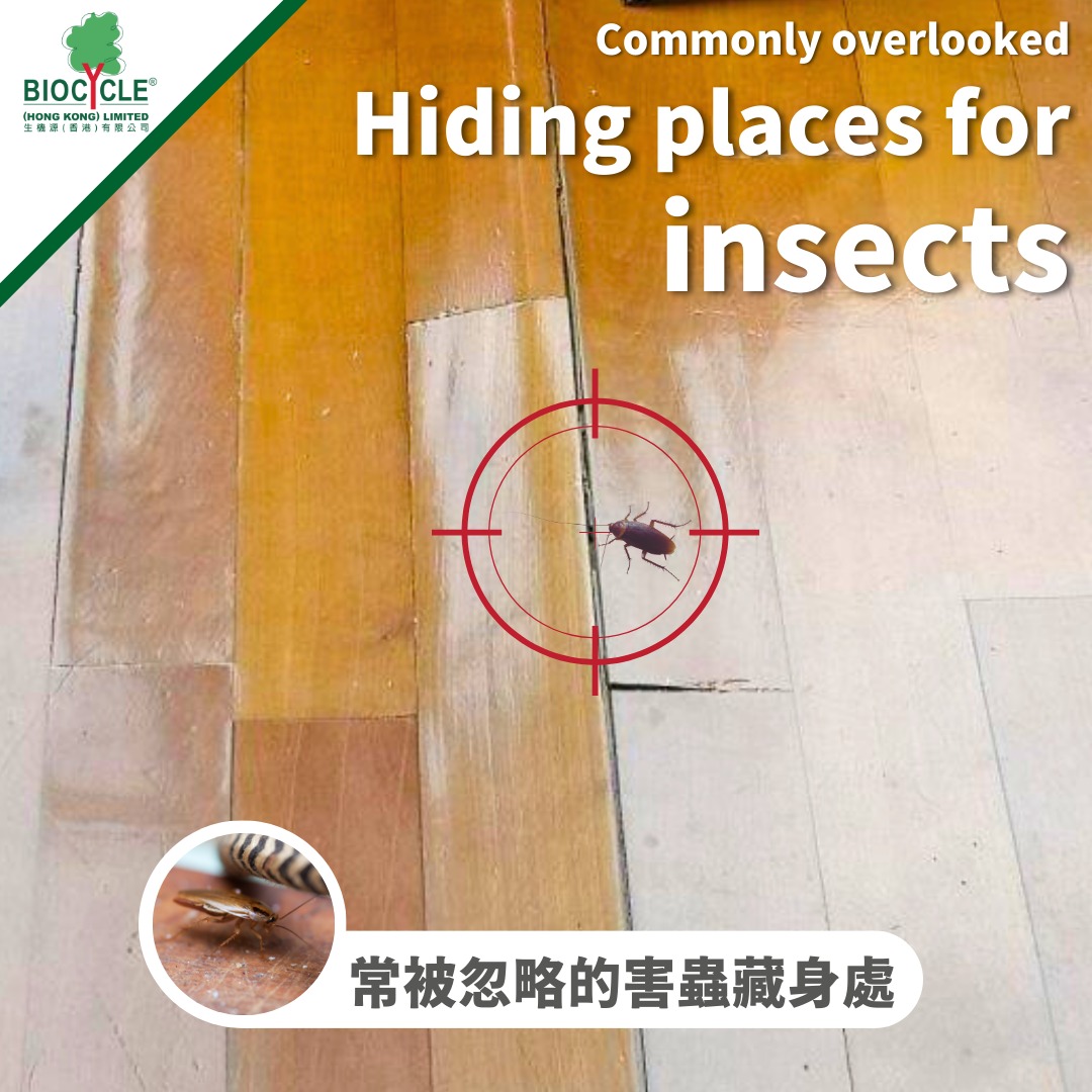 Commonly overlooked hiding places for insects!! - BioCycle (Hong Kong ...