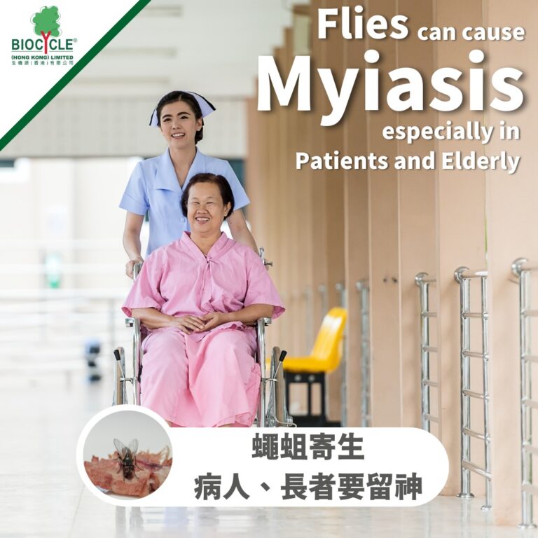 Flies and Their Larvae Can Cause Myiasis, Especially in Patients and ...