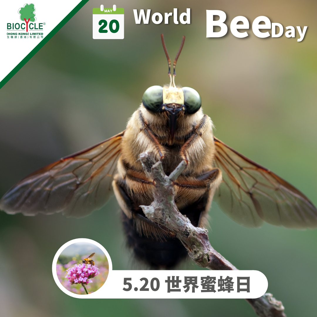 5.20 World Bee Day - BioCycle (Hong Kong) Limited